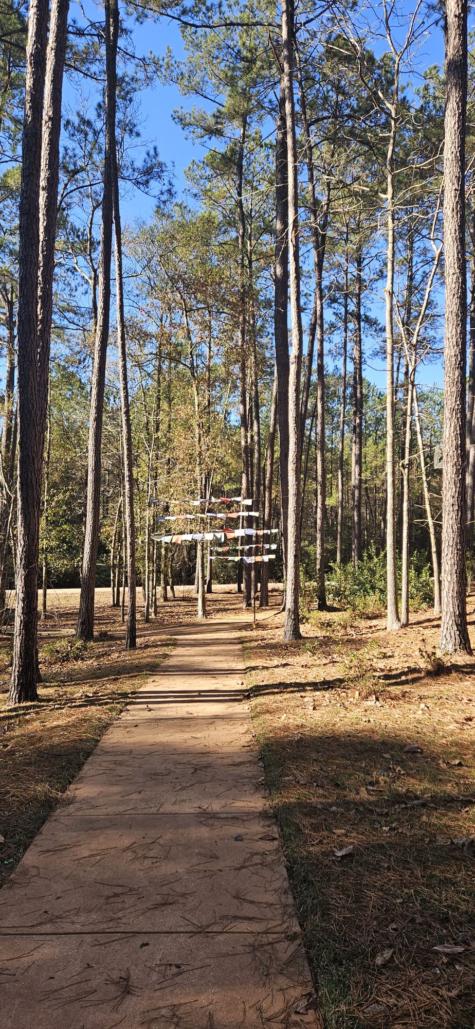 Louisiana-Our 49th!! +Bogue Chitto S.P. Campground Review ...